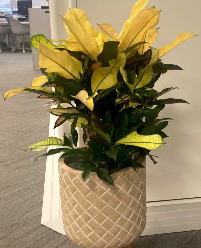 WORKPLACE WELLNESS DAY AT MIBI - MiBi